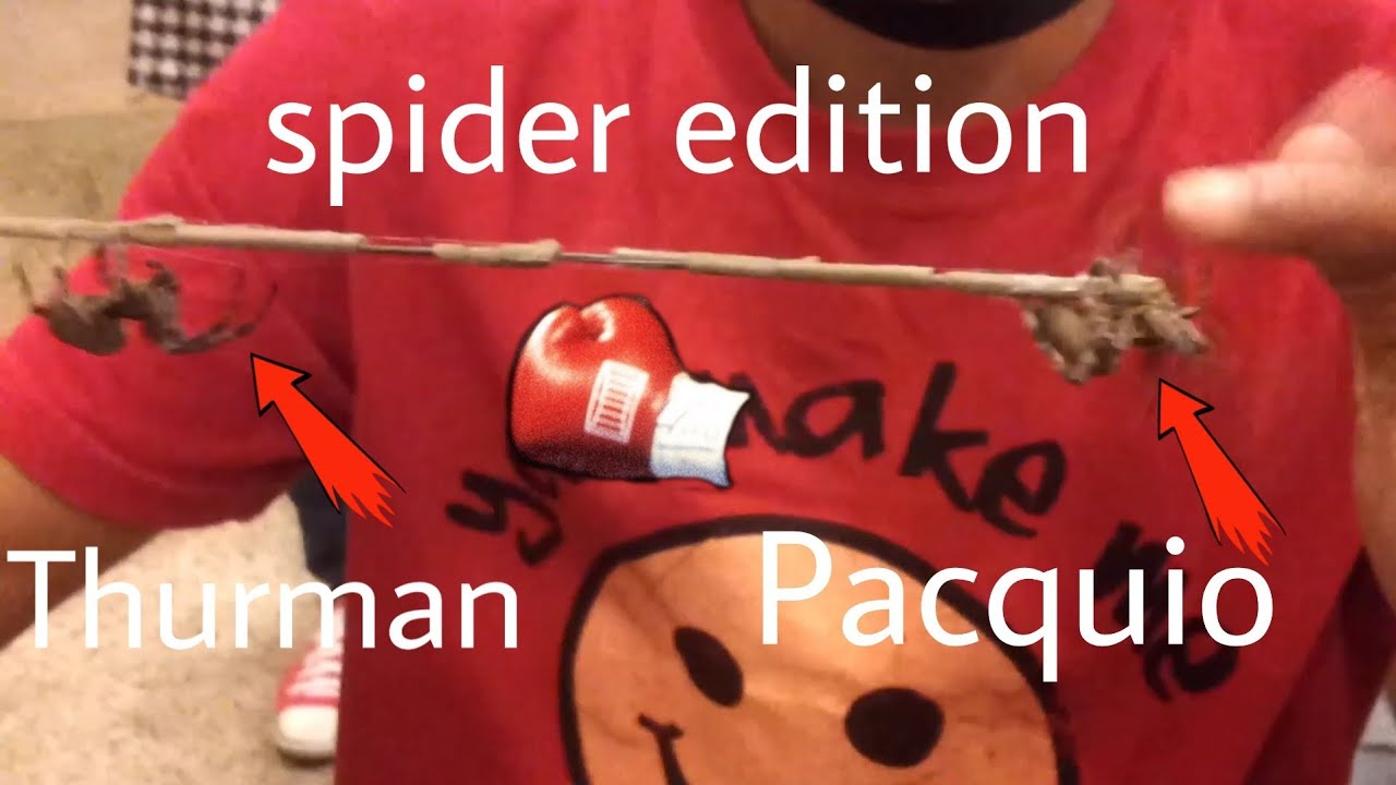 Giant Gagamba Fight! #spiderfight - YouTube