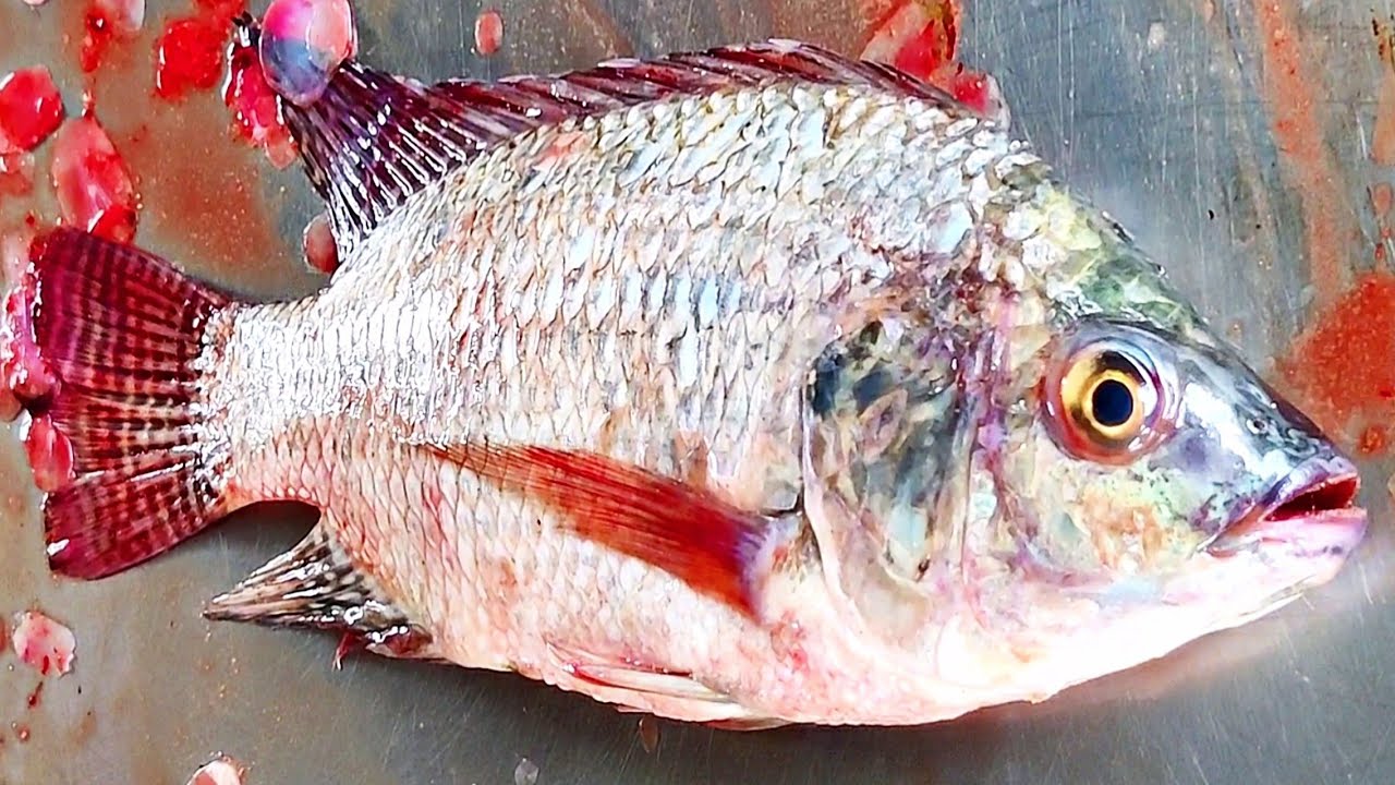 Awesome Techniques!! Live Tilapia/Jalebi Fish Cutting In Bone Saw ...