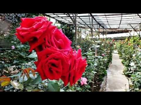 My Choice - Cameron Highlands: Malaysia, Roses from the South (Strauss ...