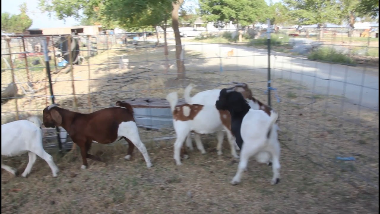 Bucklings for Sale - YouTube