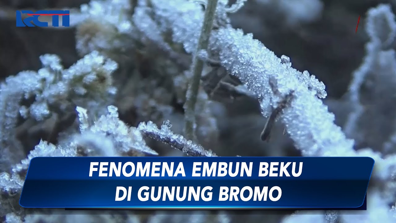 Fenomena Embun Beku di Lautan Pasir Gunung Bromo Diburu Wisatawan - YouTube