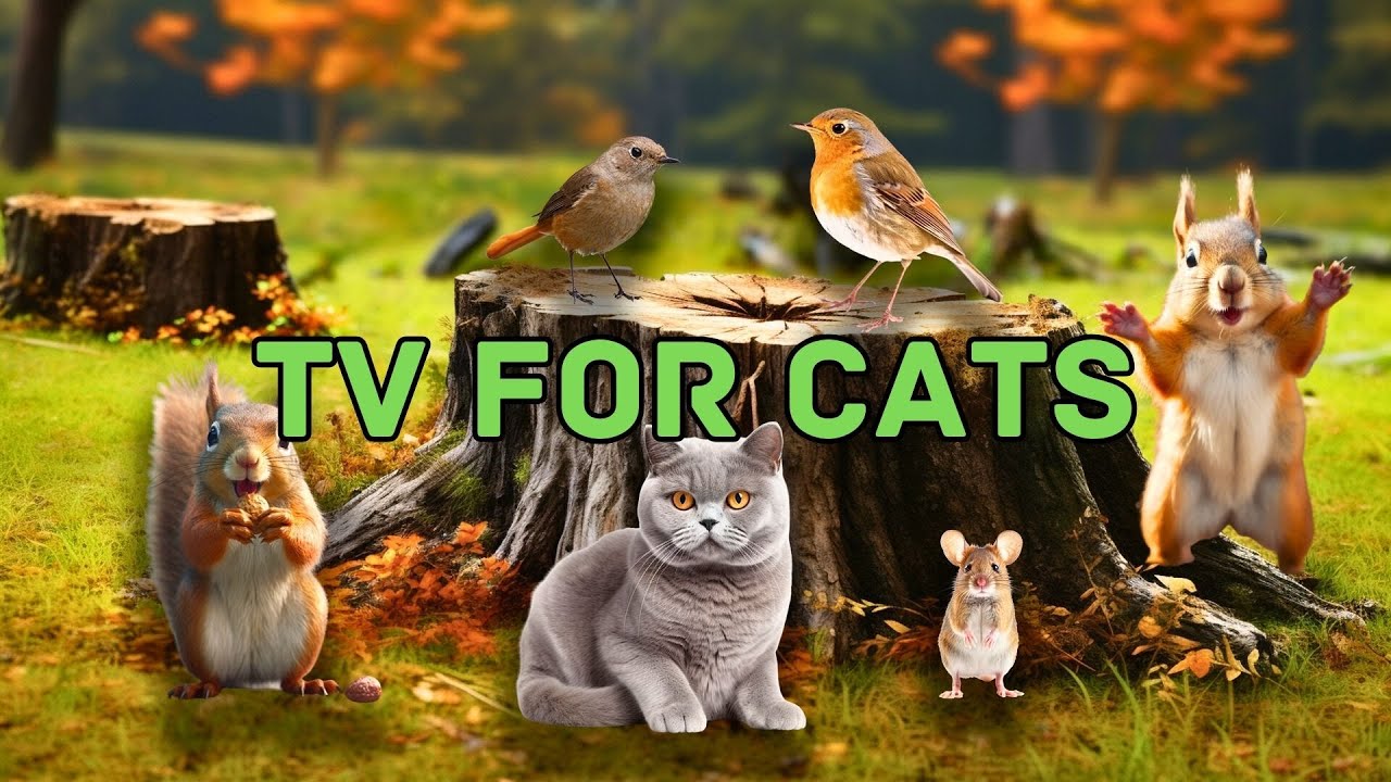 CAT TV For Cats To Watch | Feisty Squirrel, Chipmunk, and Bird ...