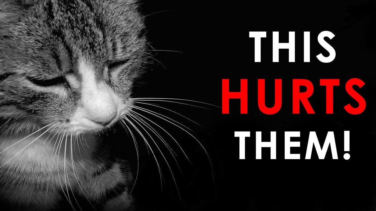 13 Things That Emotionally HURT a Cat (Be Careful) - YouTube