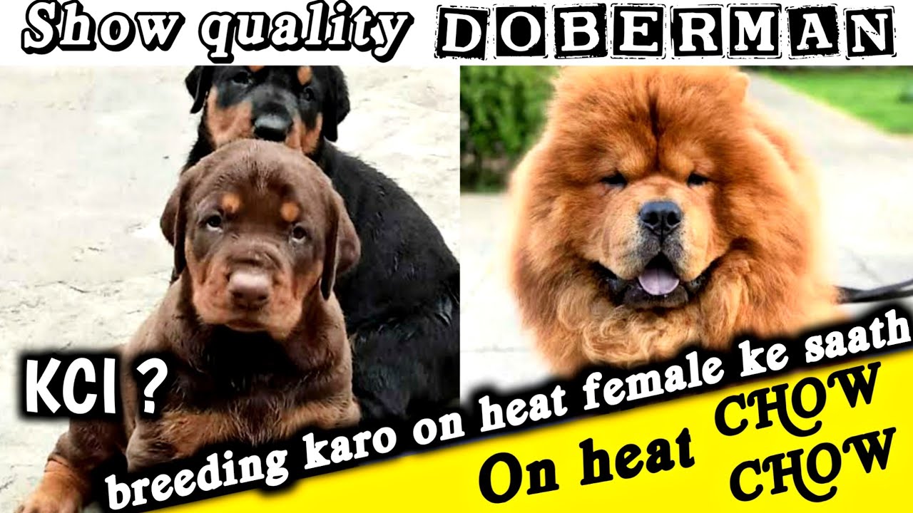 Chow Chow Rottweiler Mix