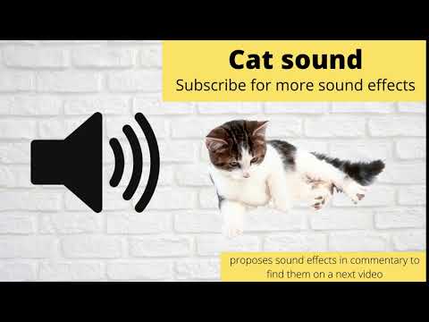 FREE Cat Sound Effect - YouTube