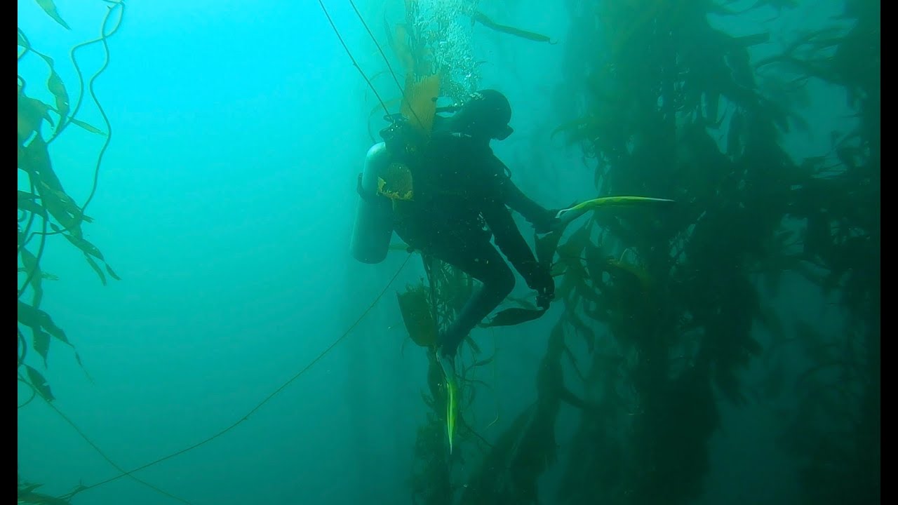 Assisting SCUBA Diver Entangled in Kelp - YouTube