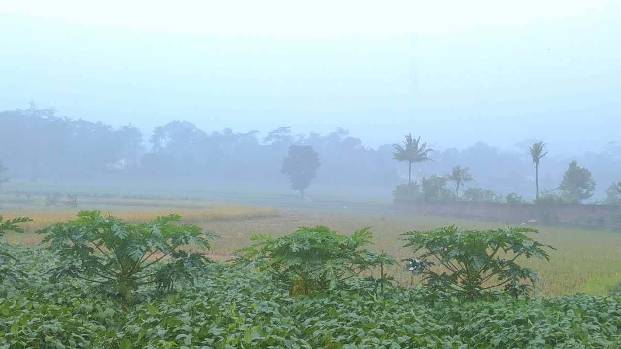 Intense Rainfall on Rice Fields –Feel the calming rhythm of rain ...