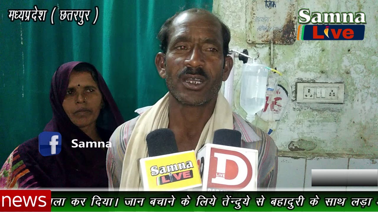 samna live तेंन्दुये से 65 वर्षीय बृ़द्ध ने डटकर किया मुकाबला और ...