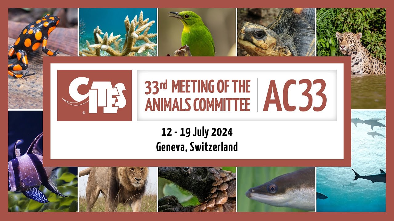 33rd Meeting of the CITES Animals Committee - Morning (15 July) - YouTube