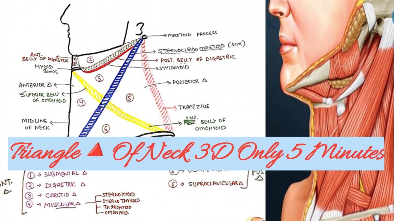 Ant. & Post. Triangle of neck Only 5 minutes 3D Atlas Anatomy #mbbs ...