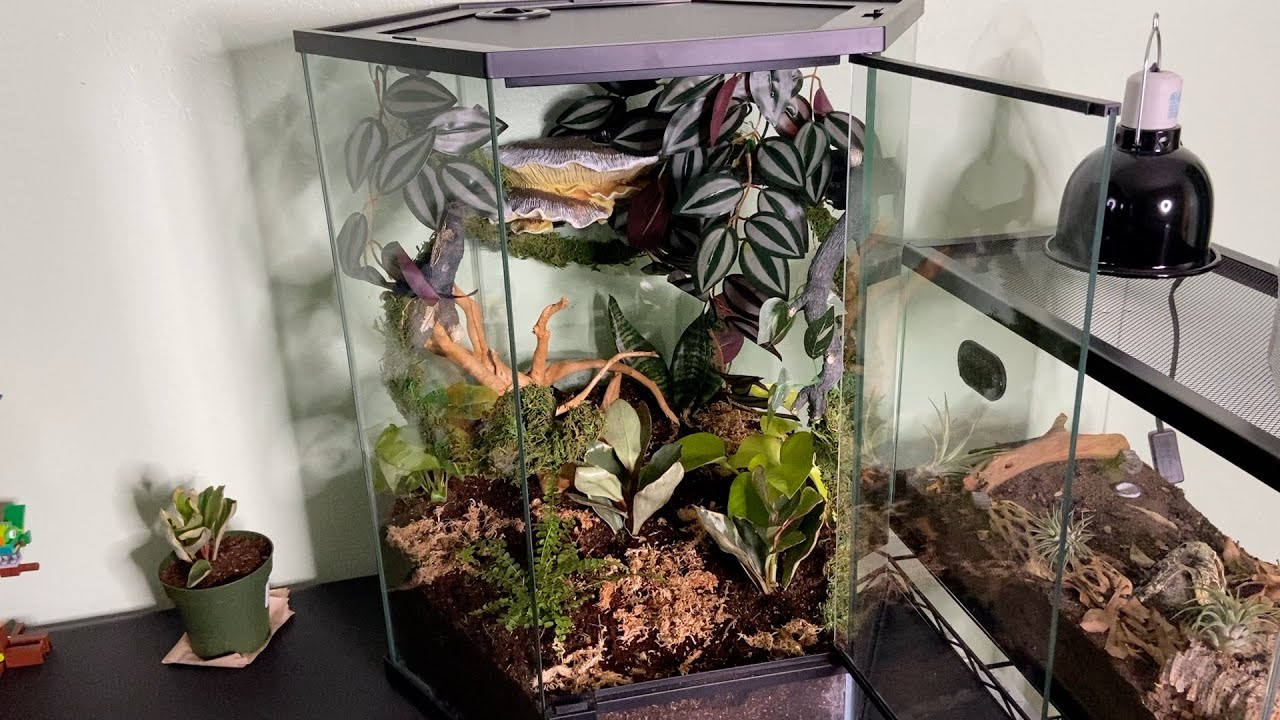 Thrive Hexagon Terrarium Build No False Background | Josh's Frogs Plant ...