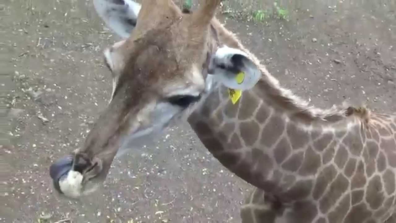16 MAURITIUS Bird century giraffe - YouTube