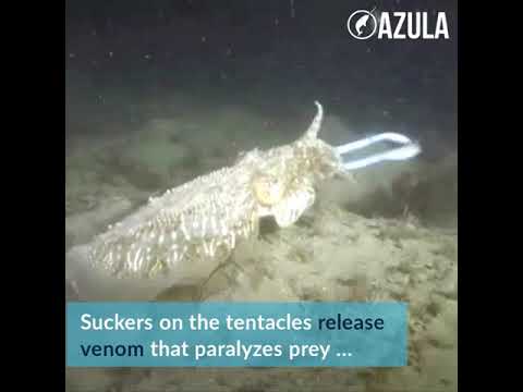 Cuttlefish Stun Their Prey Through Hypnosis | Azula - YouTube