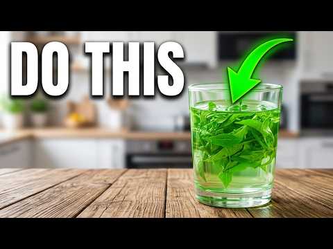 The efficacy of Infused basil water is effective in relieving coughs