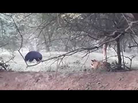 Incredible sighting of Tiger vs sloth Bear in Ranthambore - YouTube