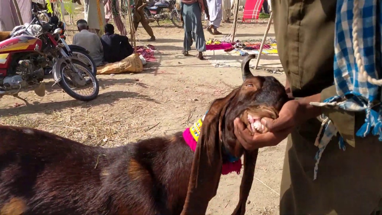 World's Most Expensive Goat For Sale In 99 Thousand rupees kamori ...