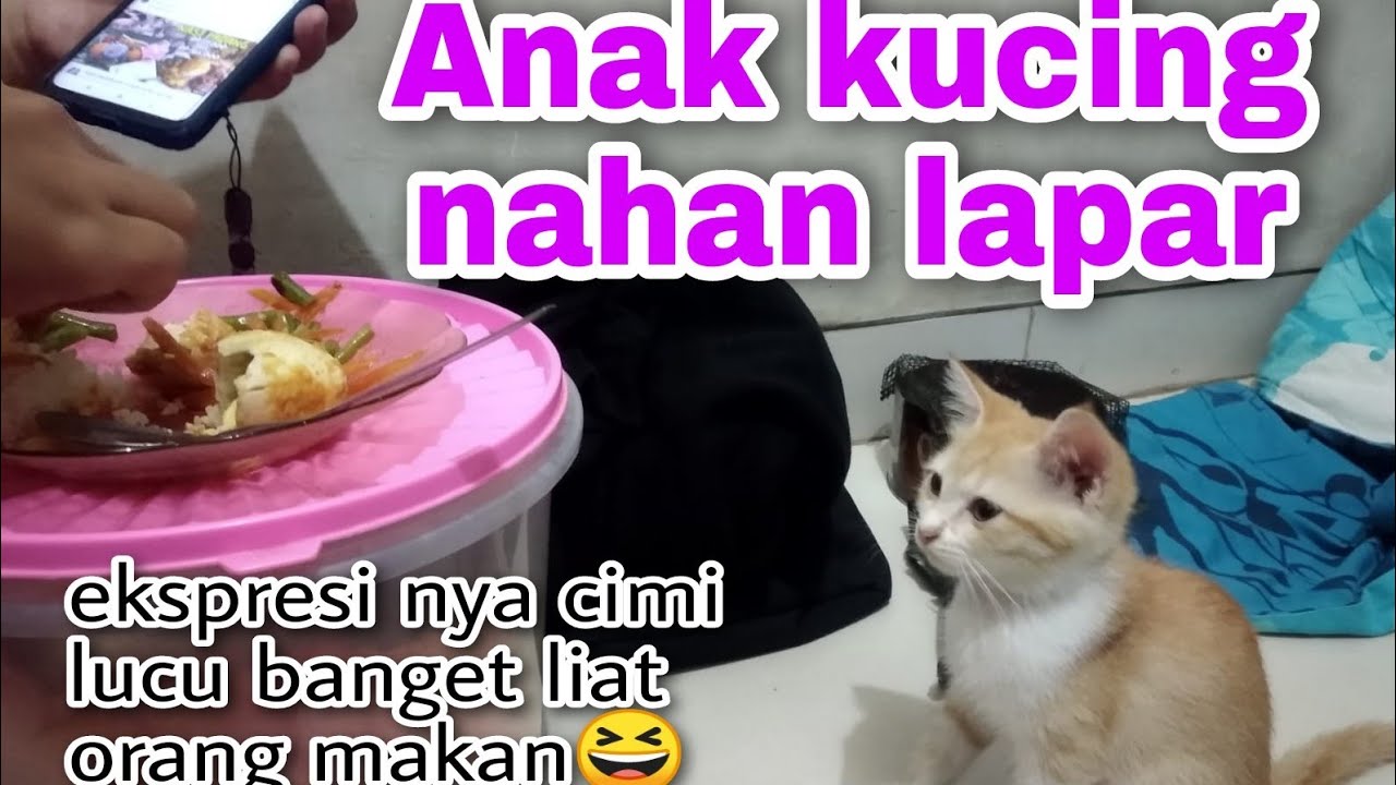 kucing lucu lapar - begini ekspresi nya cimi - YouTube