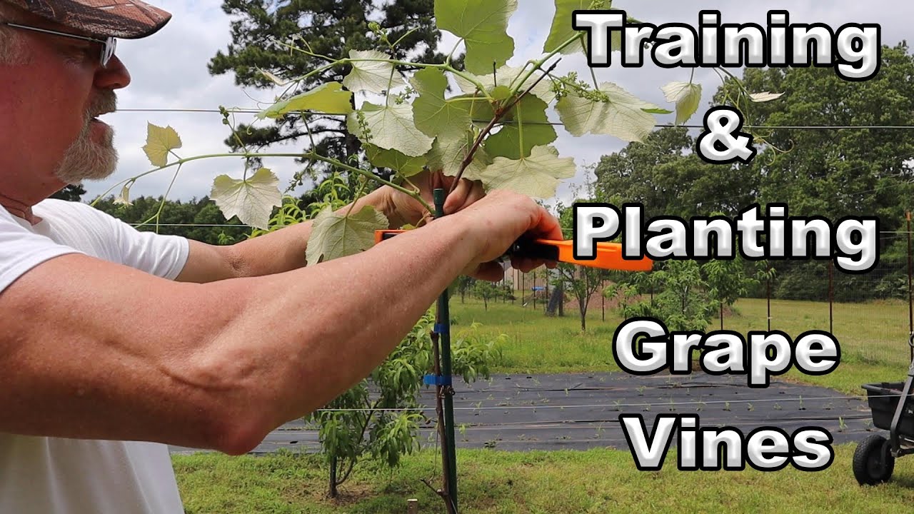 Training And Planting Grape Vines - YouTube