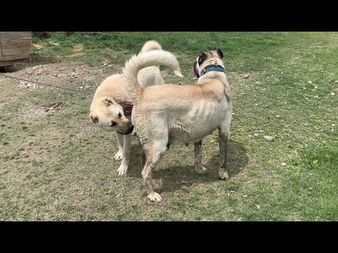 ŞİRİN PRENSESE POSTAYI KOYDU LEONUN SOKAK KÖPEKLERİNE TEPKİSİ#dog#kangalköpeği#puppy#dogsofinstagram