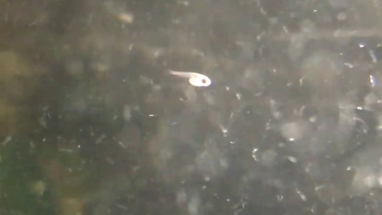Alevines bettas alimentados comiendo microgusanos - YouTube