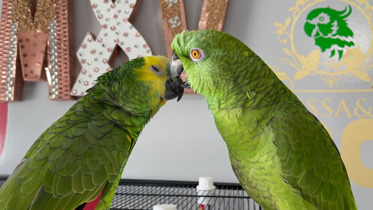 Loro bailando/como cuidar un loro/como enséñale hablar a un loro/loro ...