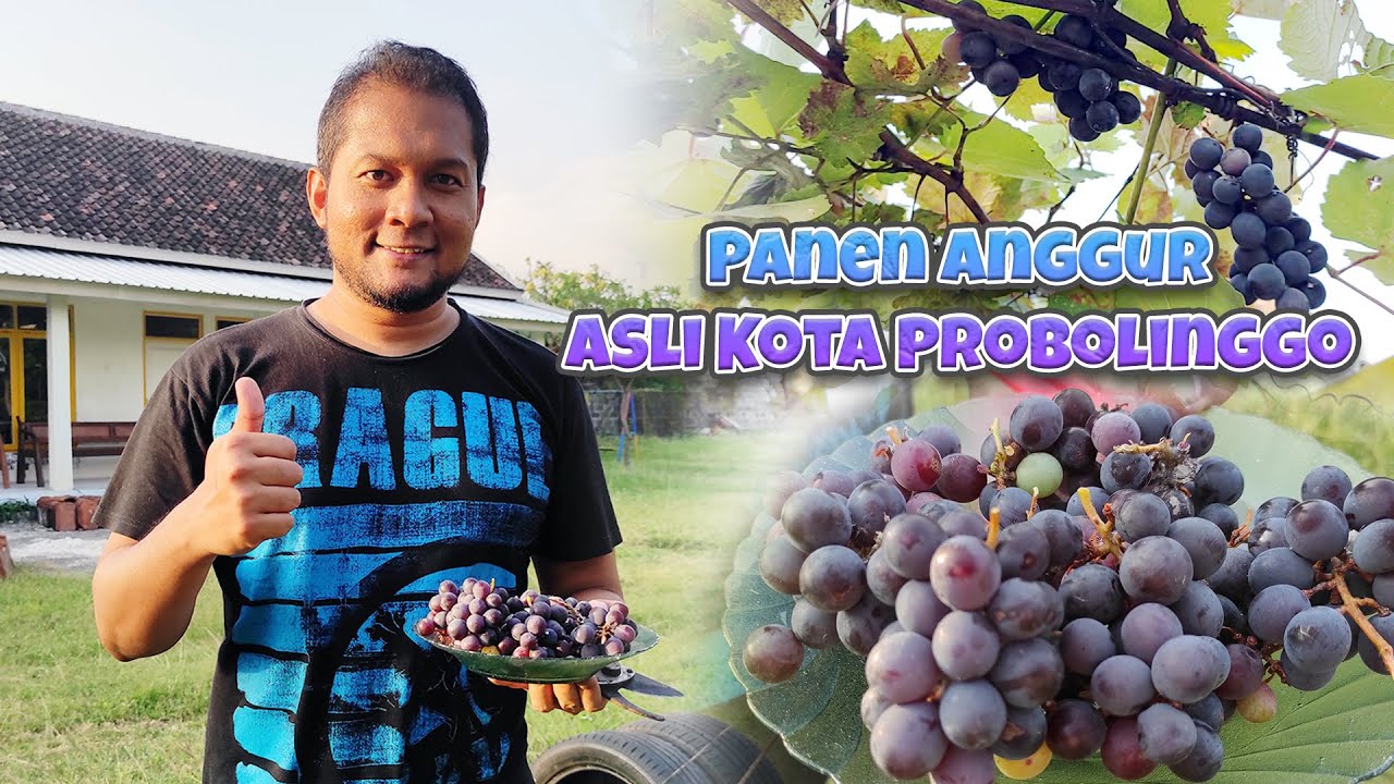 PANEN ANGGUR KHAS KOTA PROBOLINGGO - YouTube
