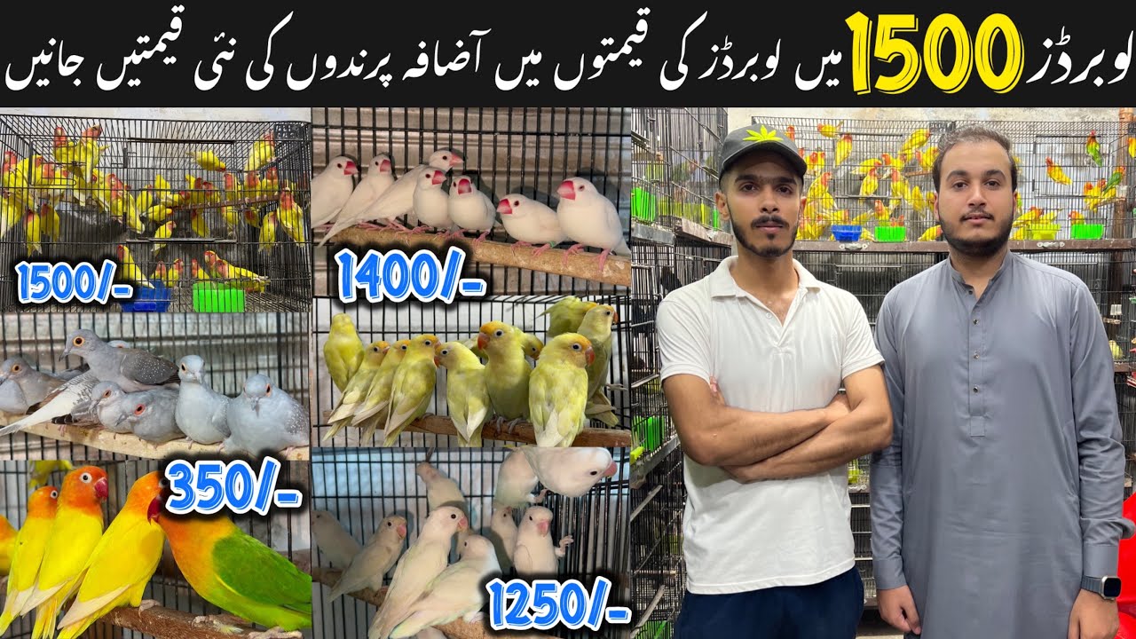 Big offer for all birds || Best offers for new fanciers || lovebirds ...