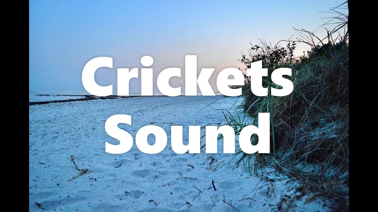 Sea waves at the beach and crickets sound - Ljunghusen, Skåne - YouTube