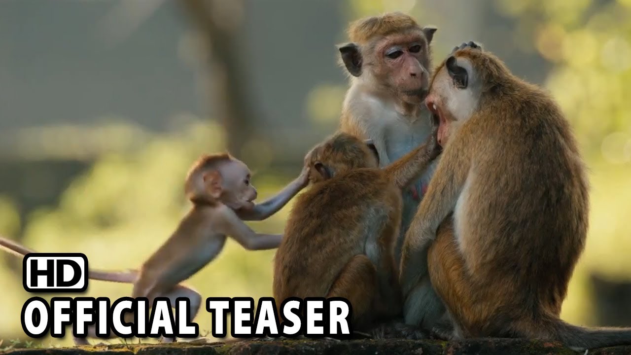 Monkey Kingdom Official Teaser #1 2015 HD - YouTube