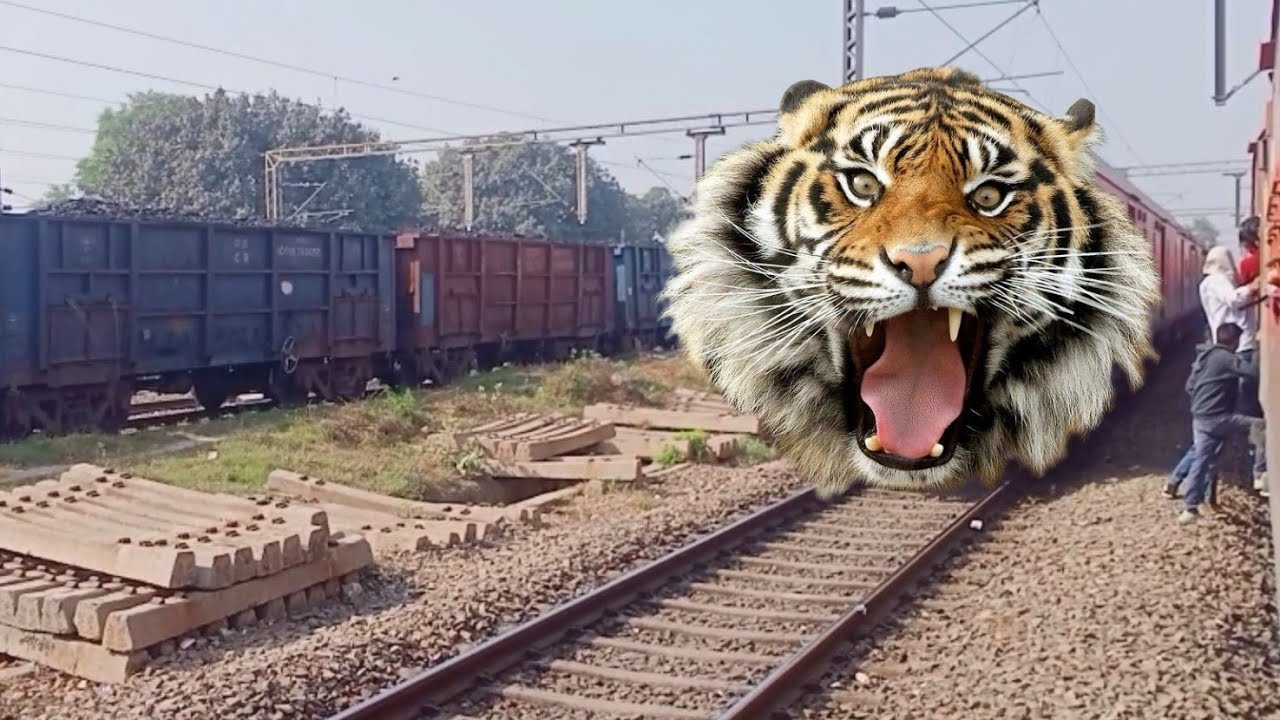 tiger 🐅 train 🚂 big train 😍 train video 🤣 - YouTube