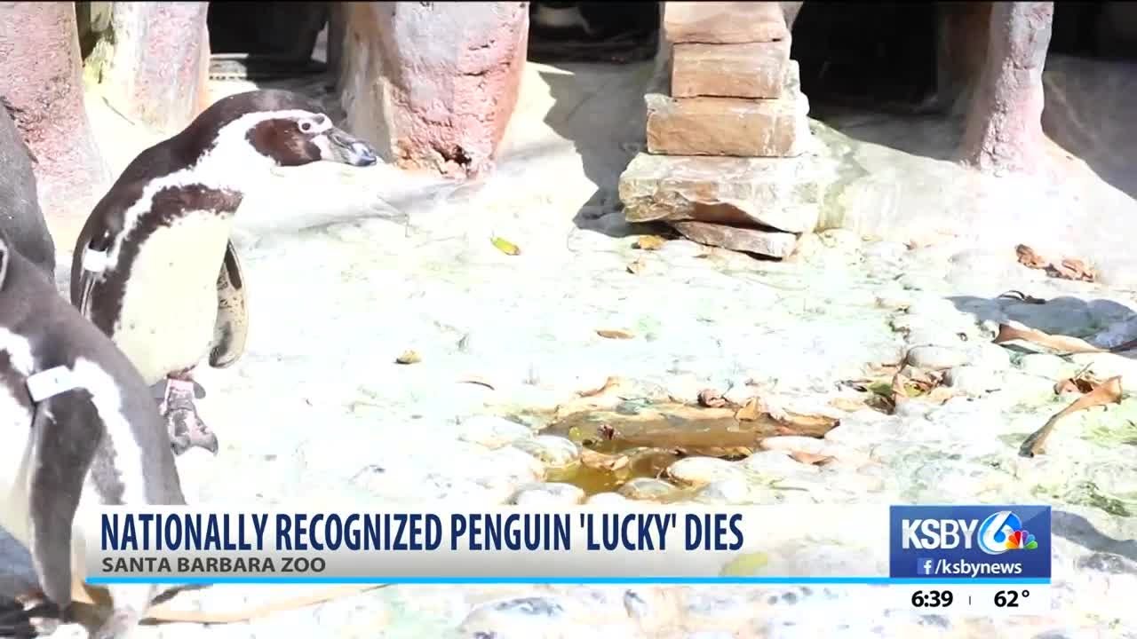 Santa Barbara Zoo’s nationally recognized penguin ‘Lucky’ dies - YouTube