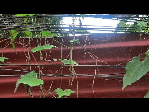 Daming pula Pusod/Dalitan(spider hunting - YouTube