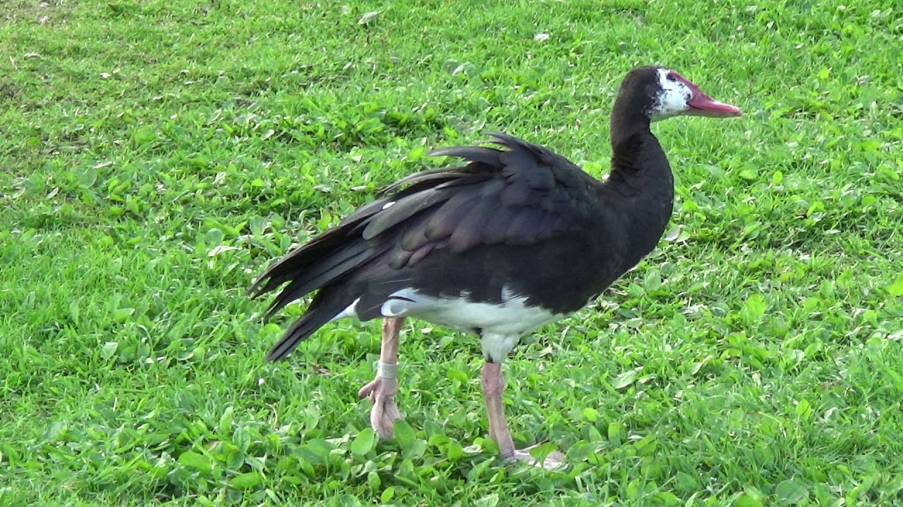 Spur-winged Goose - YouTube
