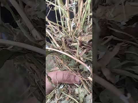 P2/3 Peanut hay processing and storage at Escambia Lakes on 2024-10-15 ...