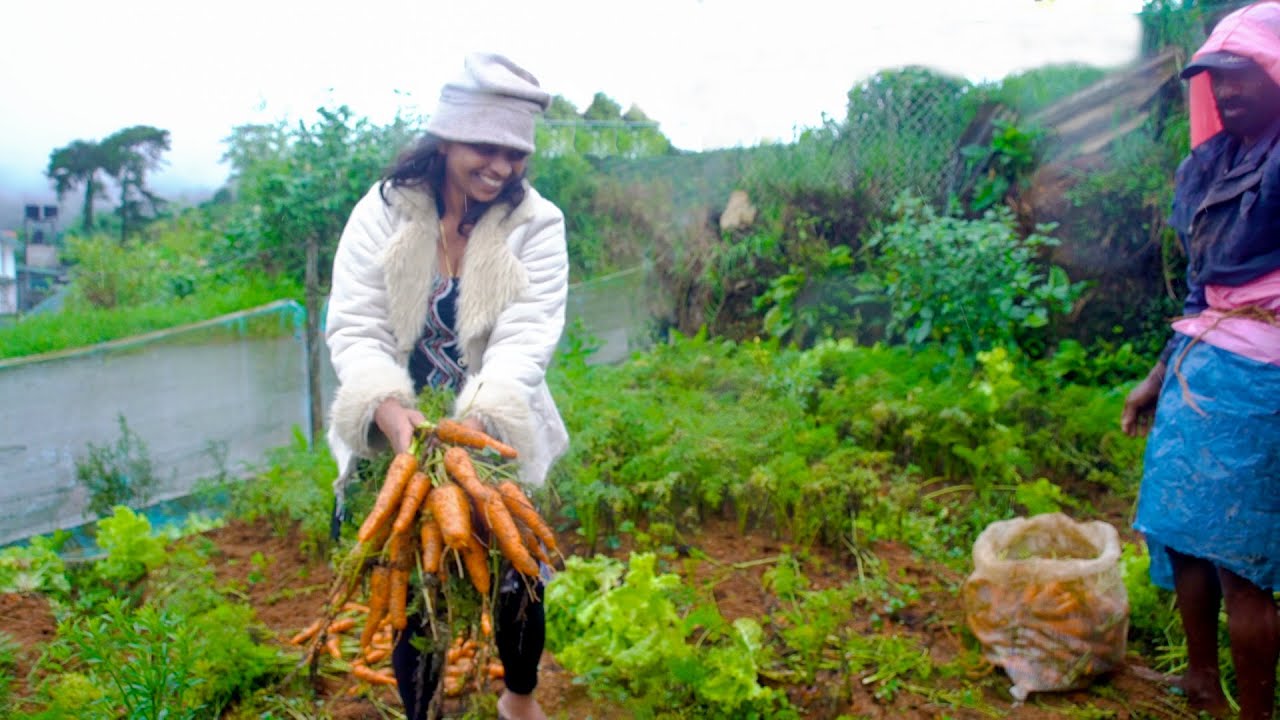 Carrots harvest and cooking. Mali Cooking in nature - YouTube