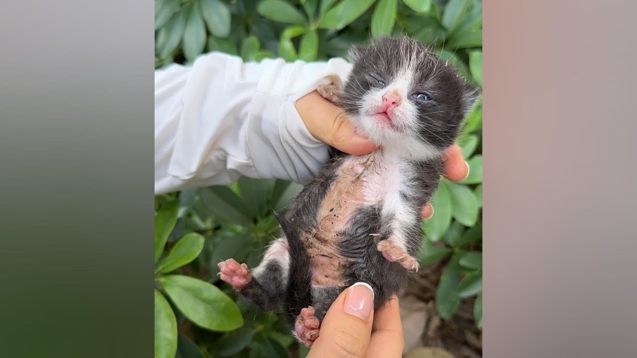 The pitiful kitten crying alone - YouTube