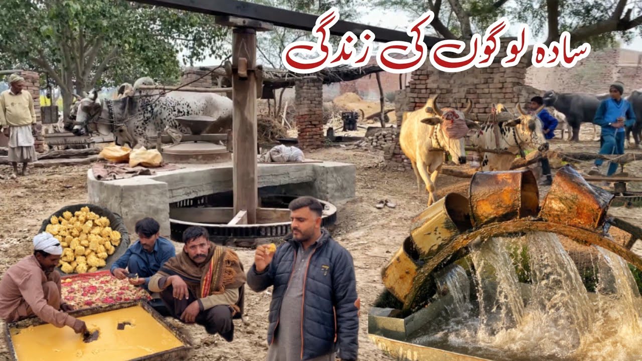 Unseen Village life In Punjab | Bull-Powered Flour Mill | Water Wheel ...