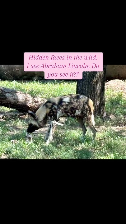 Unveiling hidden faces at the zoo #faces #animal - YouTube