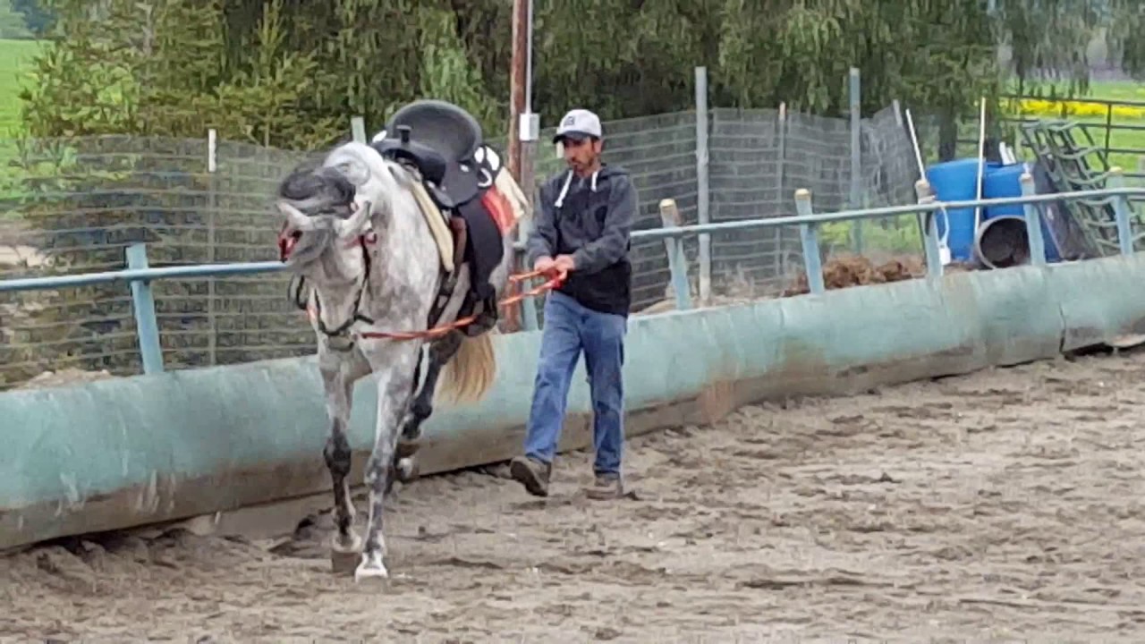 "Preparing the Horse and Handler" - Ground Driving - Step 1 - YouTube