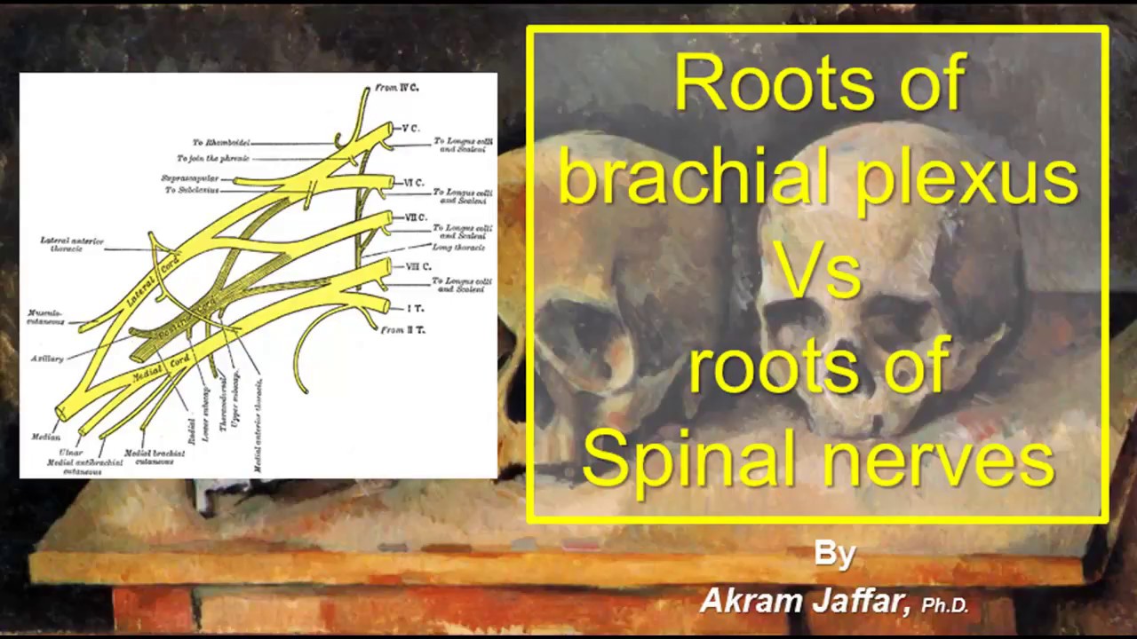 Roots of brachial plexus vs roots of spinal nerves - YouTube
