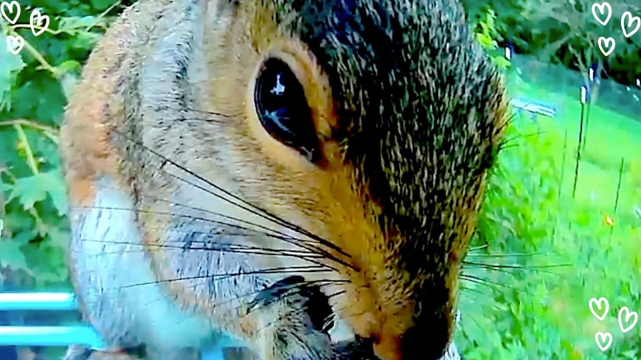 BirdCam: Birds eating, fighting and random squirrel visits - YouTube