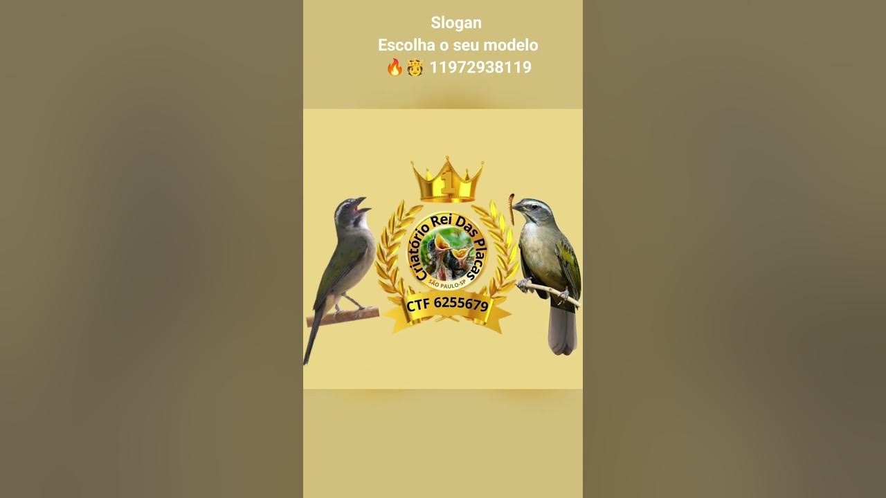 Slogan, Escolha o seu modelo 🔥🫅 - YouTube