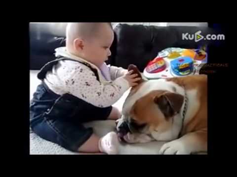 Funny pet shows: cute littlse dog love to tease, cats love dogs tantrums