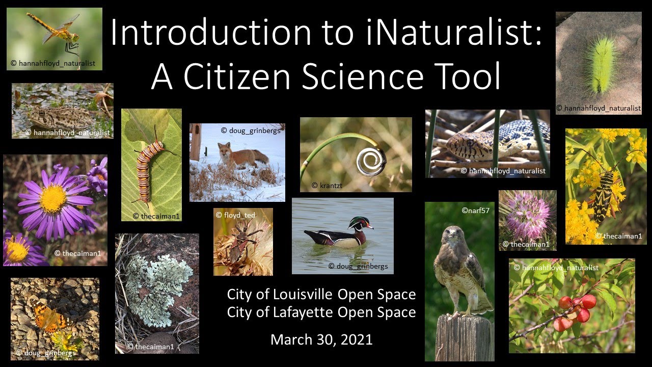 Introduction to iNaturalist: A Citizen Science Tool - YouTube