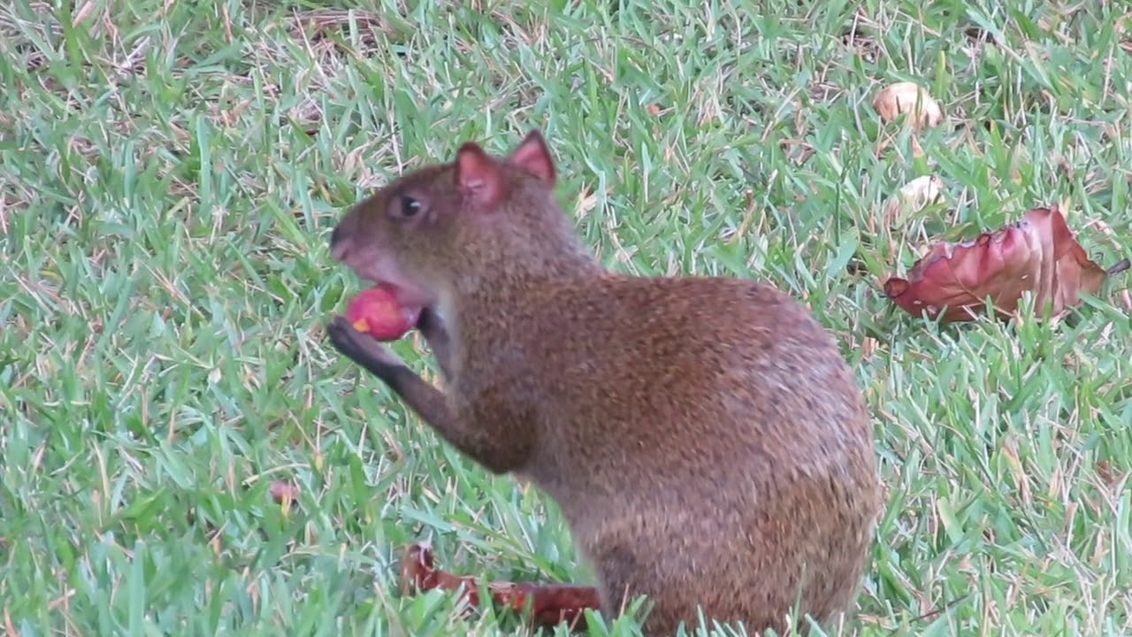 SEREQUE Riviera Maya Julio2019 - YouTube