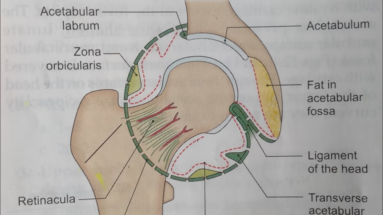 HIP JOINT-NOTES#B.D.CHAURASIA#LOWER LIMB ANATOMY - YouTube