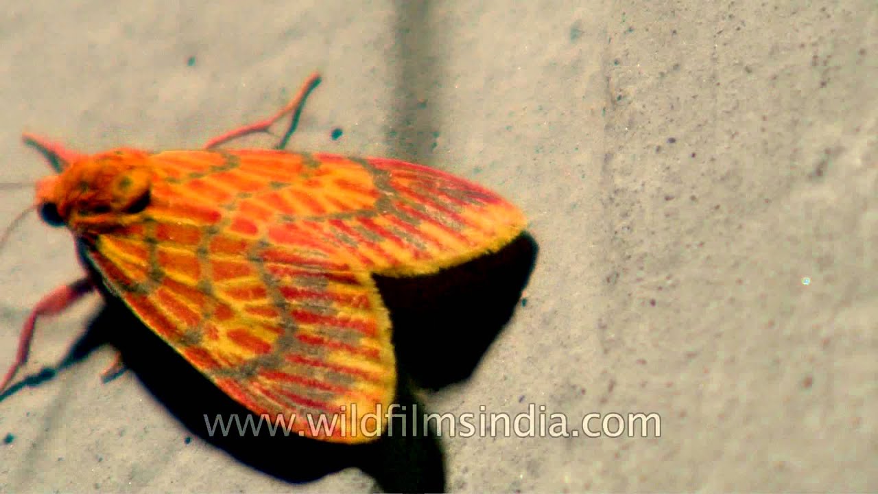 Fiery orange at night: Ziro Moths - YouTube