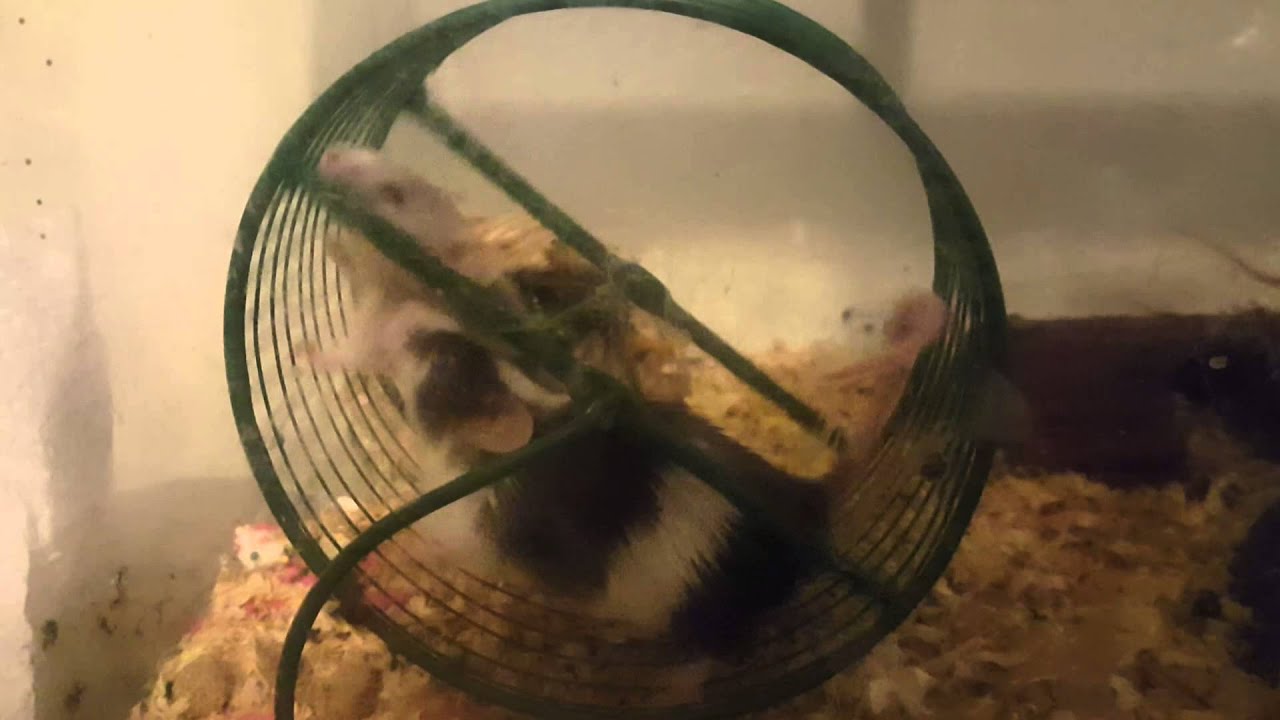 Mice on a wheel - YouTube