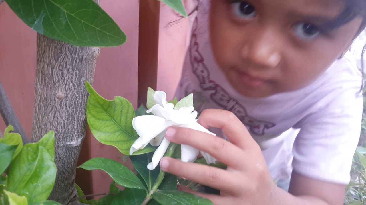 Bunga ceplok piring/cempiring - YouTube