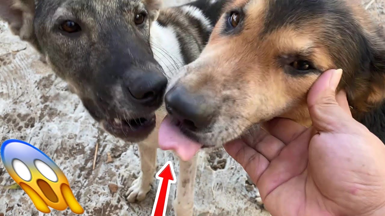 Awesome SO Cute Animal ! CUTE DOGS AND 😻 that will make you LAUGH out ...